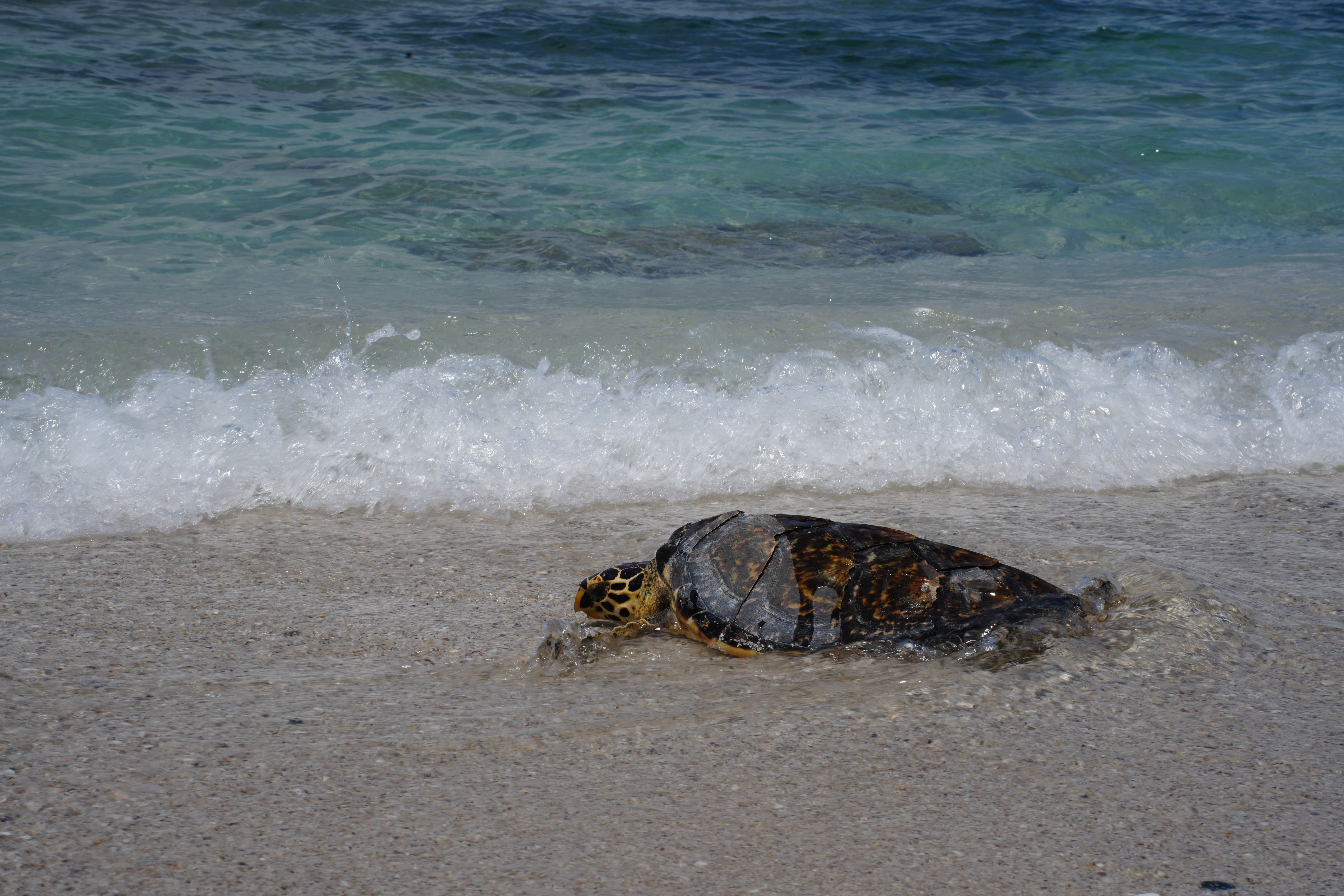 Rehabilitated turtles released at De Hoop | Southern & East African ...