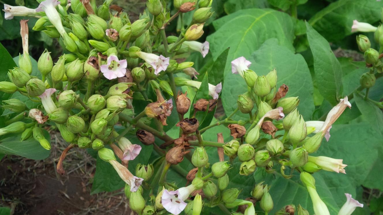 Exceptional environmental efforts place South African Airways (SAA) as ...