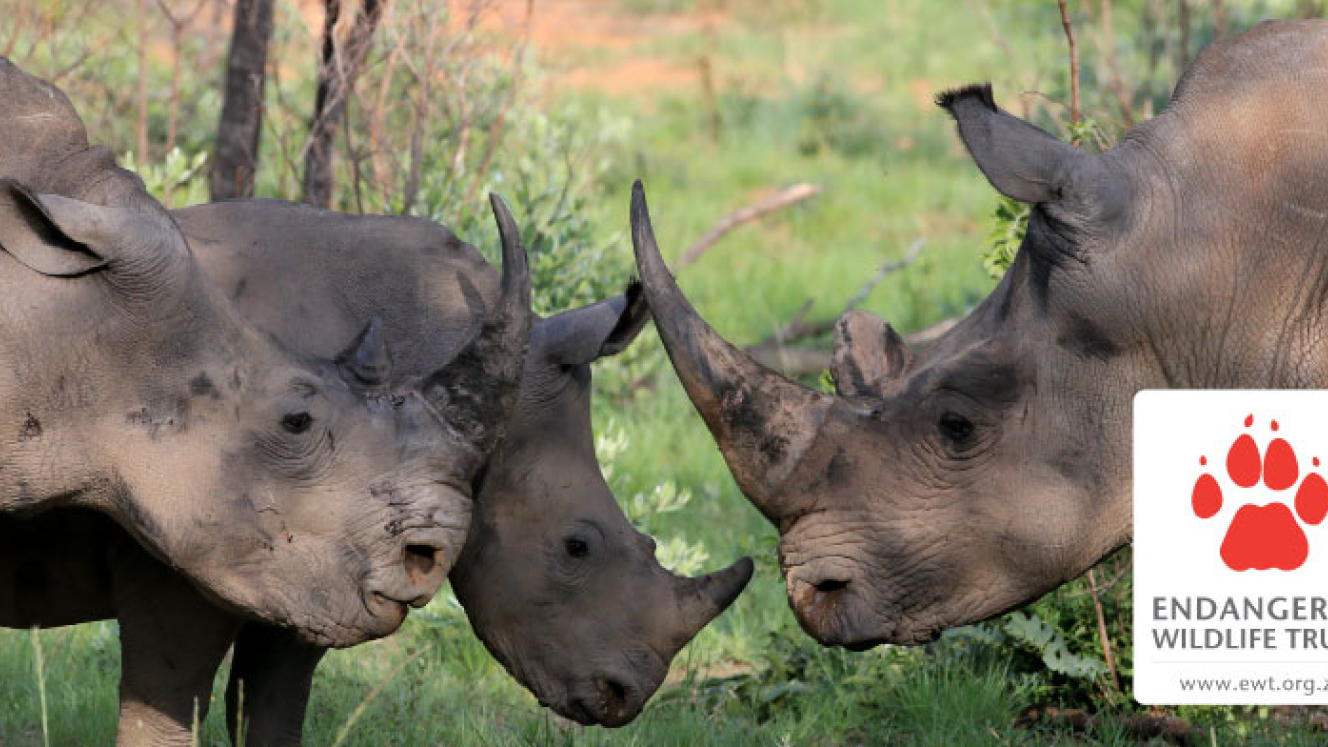 Save the rhinos - how you can help | Southern & East African Tourism Update