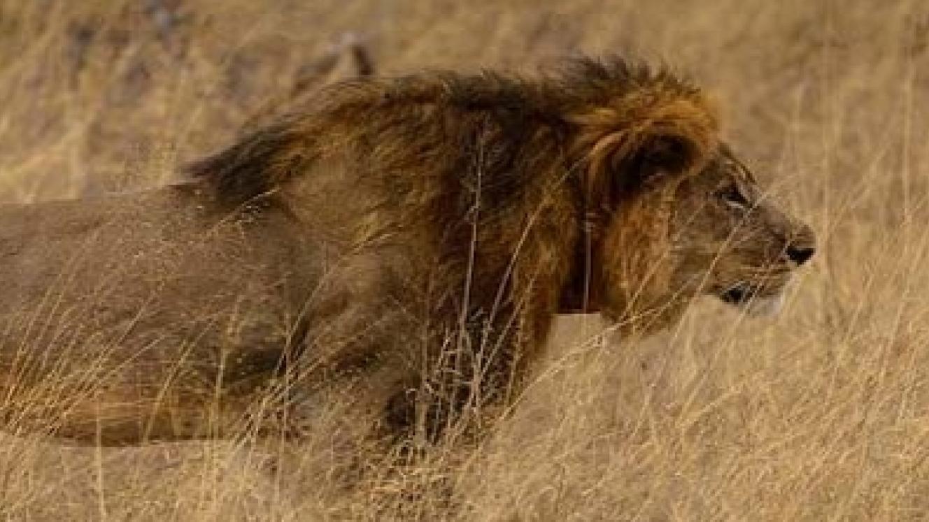 Cecil not the first lion to be lured to his death | Southern & East ...