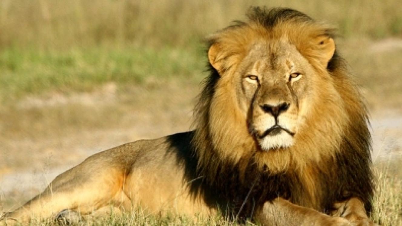 Temporary lion hunting ban implemented in Hwange | Southern & East ...