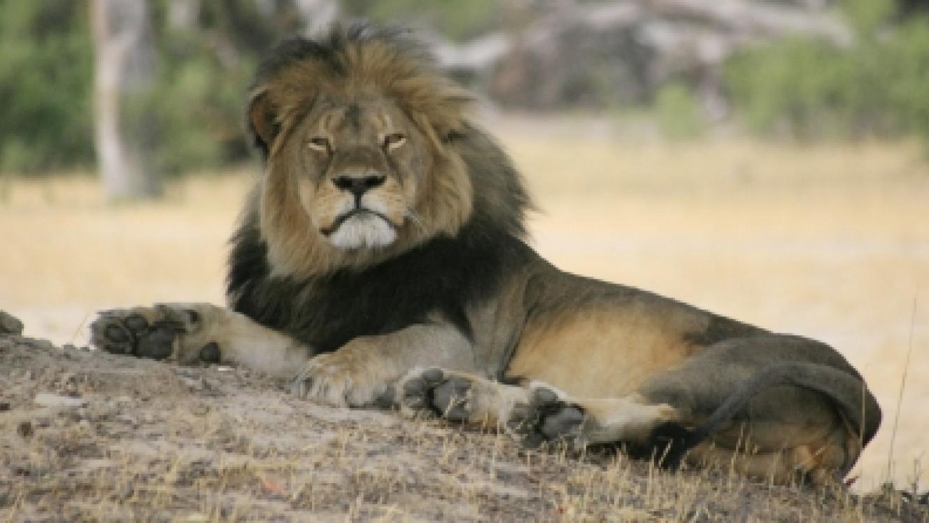 Zimbabwe lifts Hwange hunting ban | Southern & East African Tourism Update