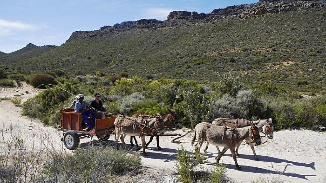New donkey trail opens in Western Cape | Southern & East African ...