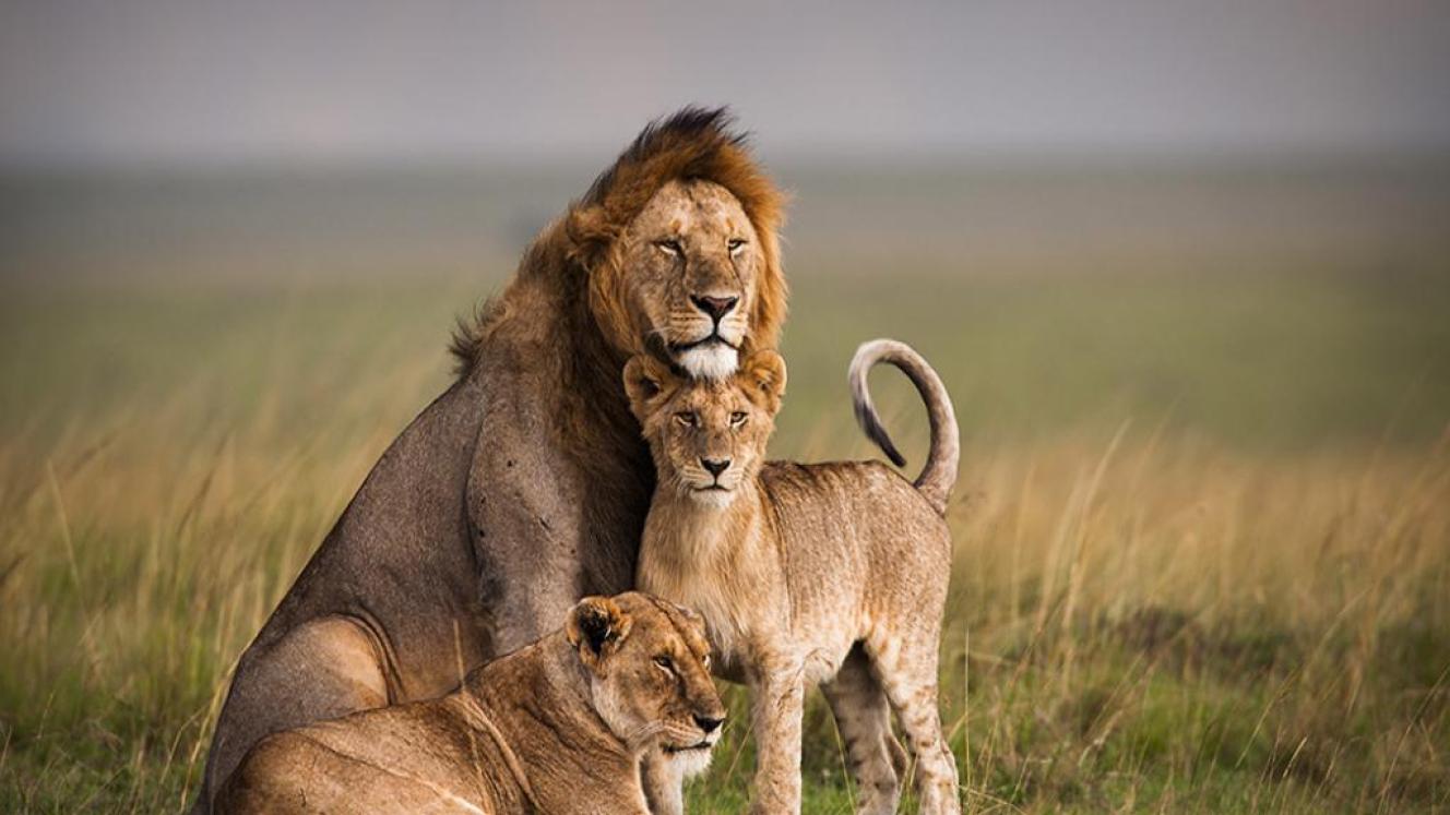 Time to rethink lion interactions? | Southern & East African Tourism Update