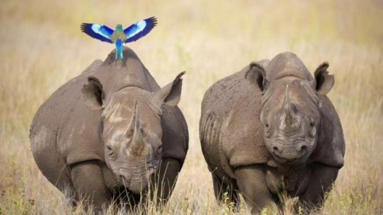 Suspected poachers open fire on SANParks helicopter | Southern & East ...