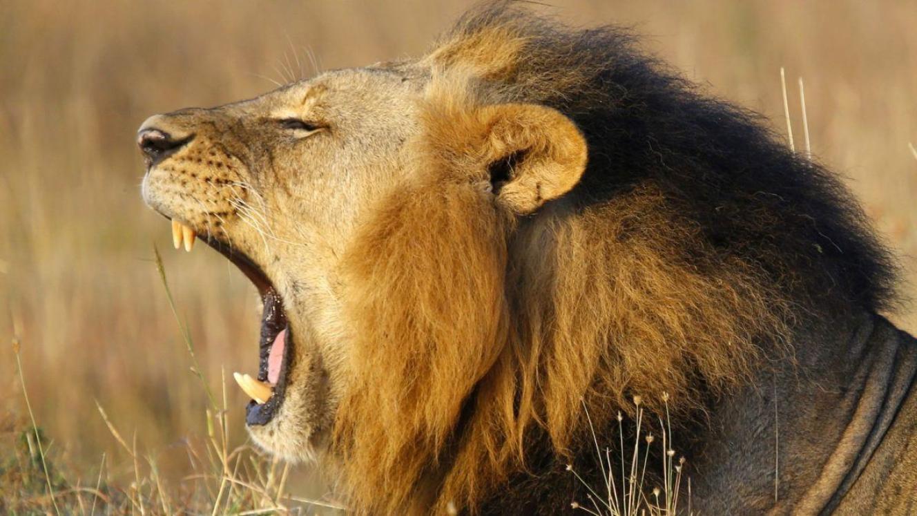 South Africa’s lion bone export quota under fire | Southern & East ...