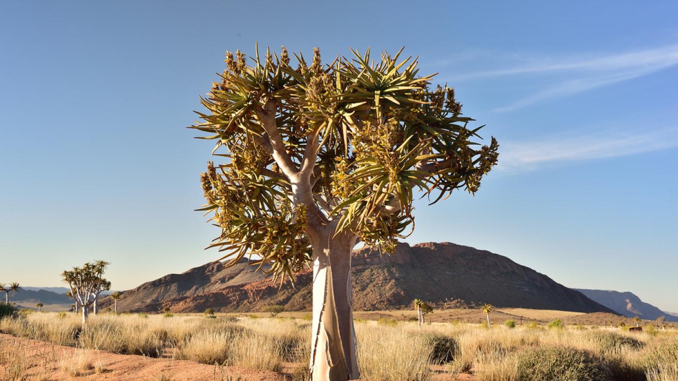 New route set for the Kalahari | Southern & East African Tourism Update