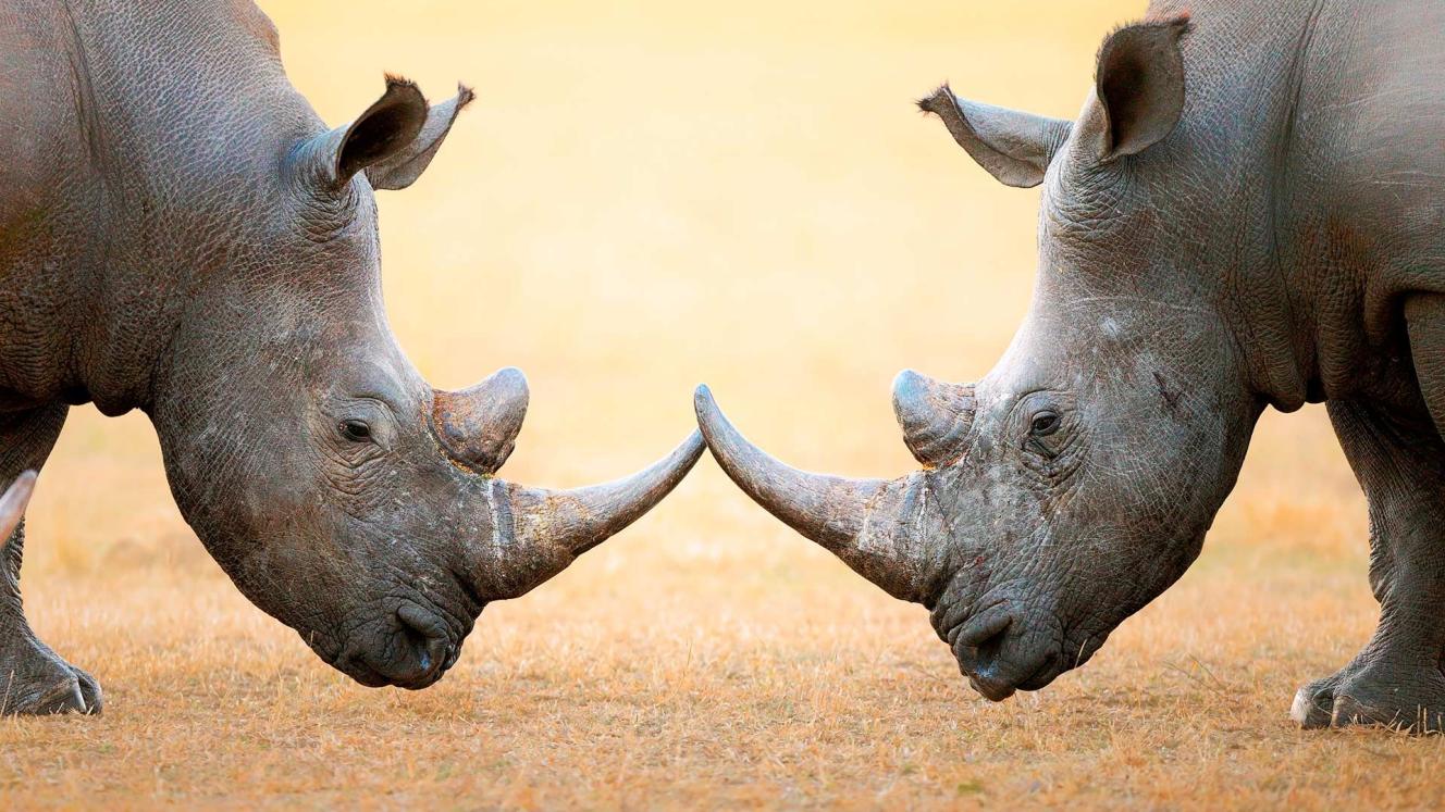 SA rhino poaching stats: beyond the numbers | Southern & East African ...