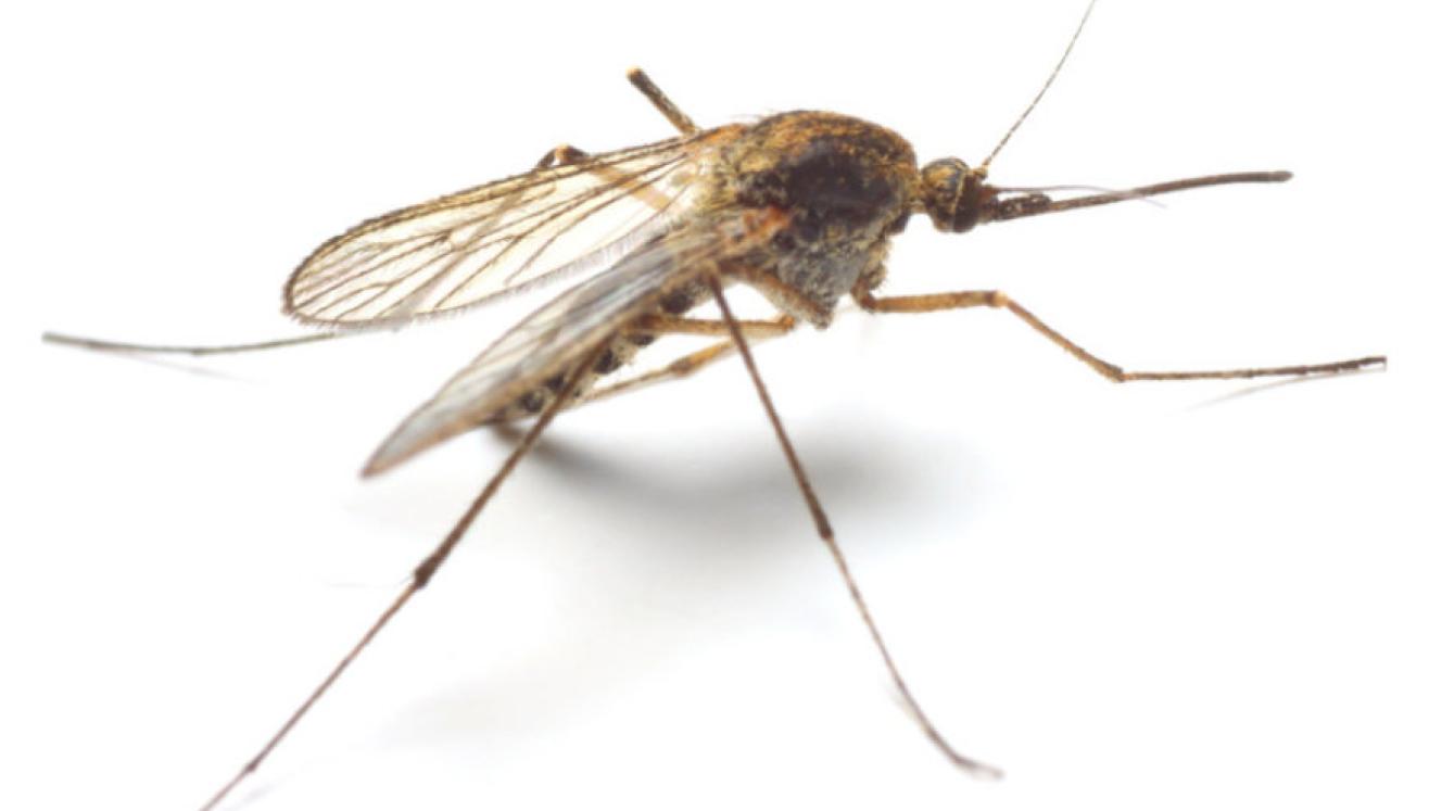 Bayer launches new tool in the fight against malaria | Southern & East ...