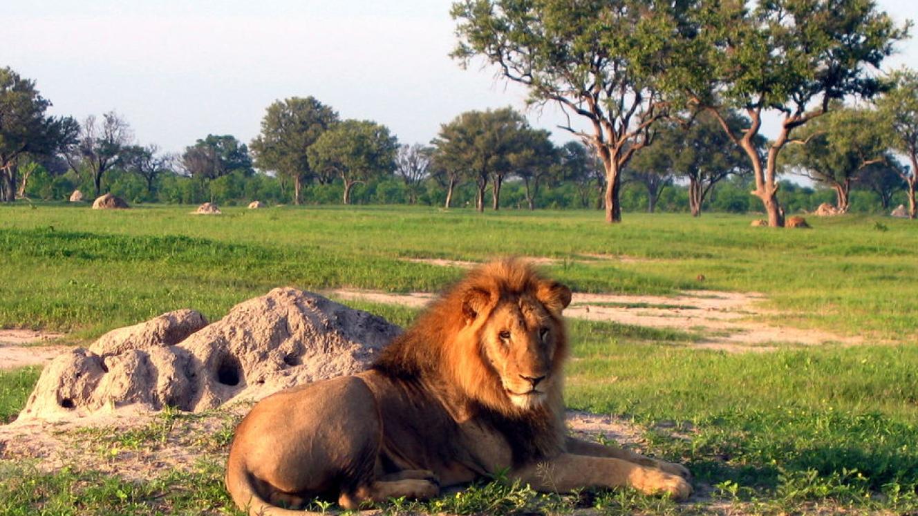 Boost for conservation activities in Zimbabwe | Southern & East African ...